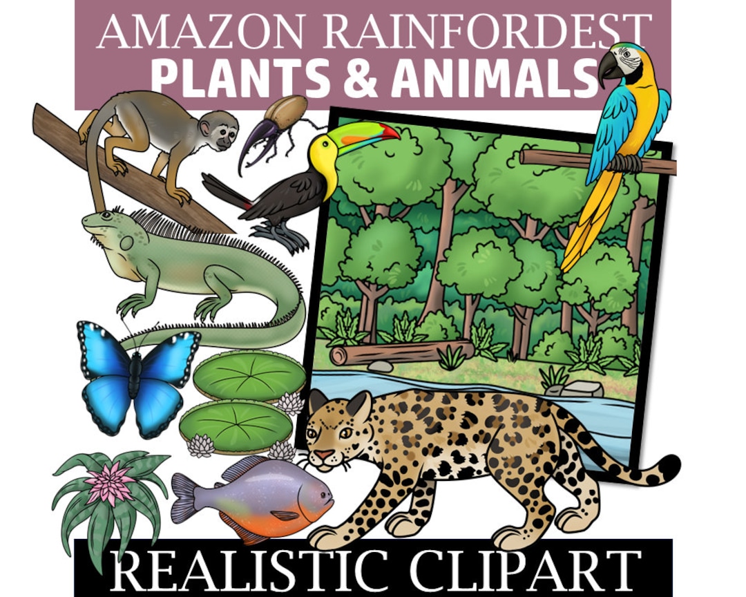 Amazon Rainforest Clip Art - Plants and Animals of the Amazon Clip Art ...