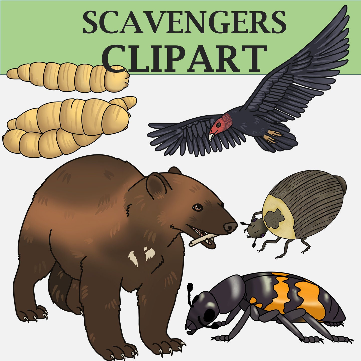 Scavenger Animals of North America Clipart - Etsy