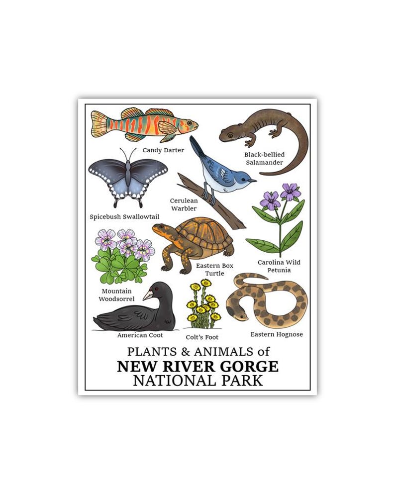 New River Gorge National Park Print (8x10) - Etsy