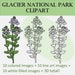 Plants and Animals of Glacier National Park Clipart - Etsy