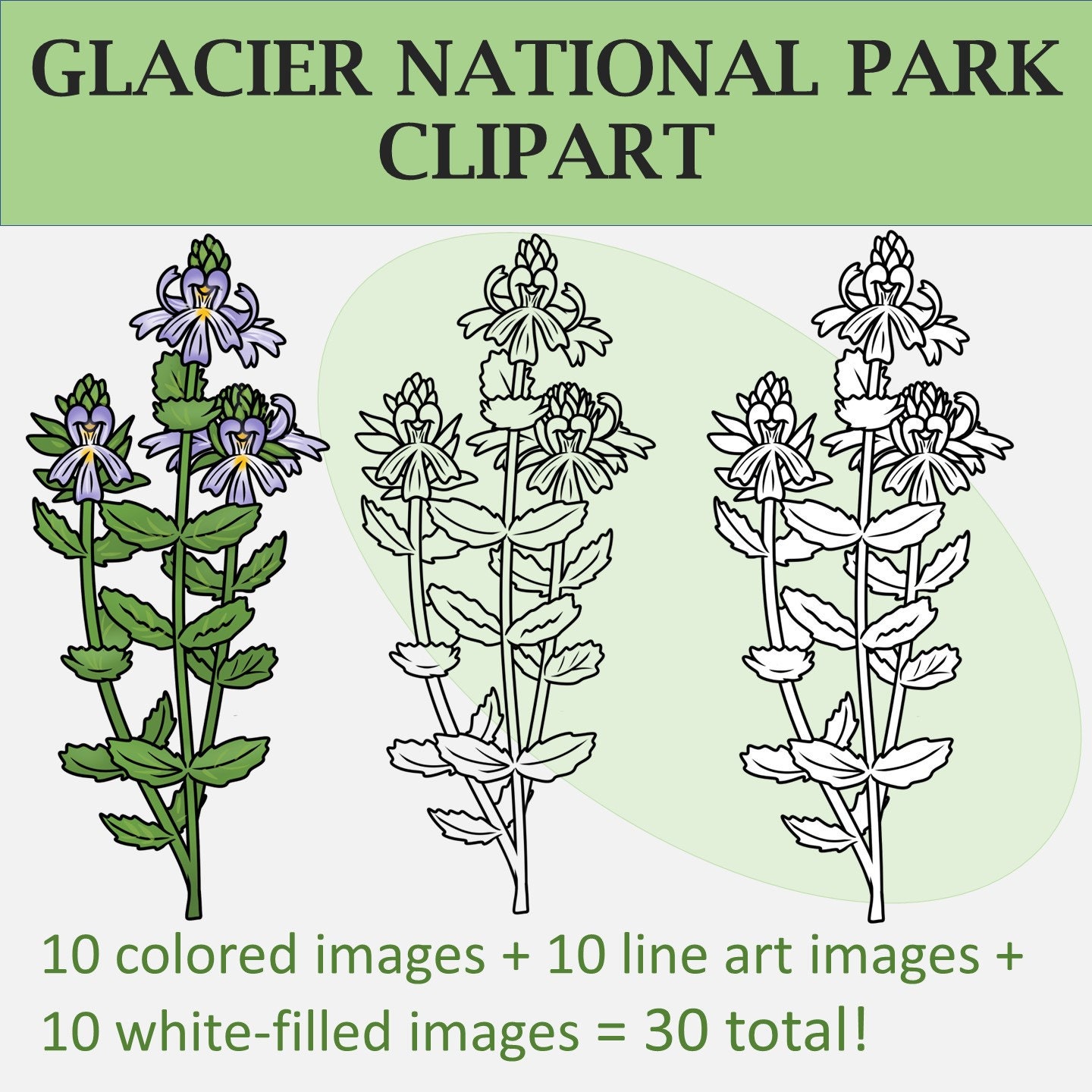 Plants and Animals of Glacier National Park Clipart - Etsy