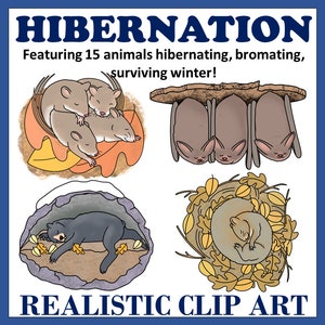 Hibernating Animals Clip Art - Etsy