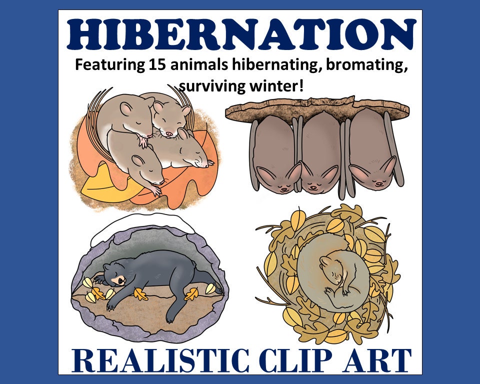 Hibernating Animals Clip Art - Etsy