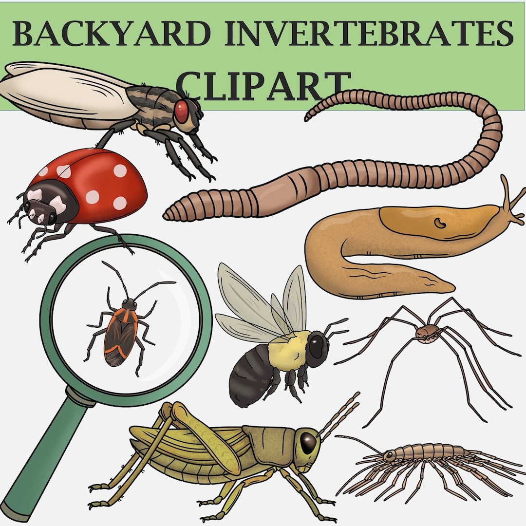 Backyard Invertebrates Clipart - Etsy