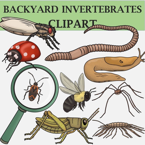 Backyard Invertebrates Clipart - Etsy