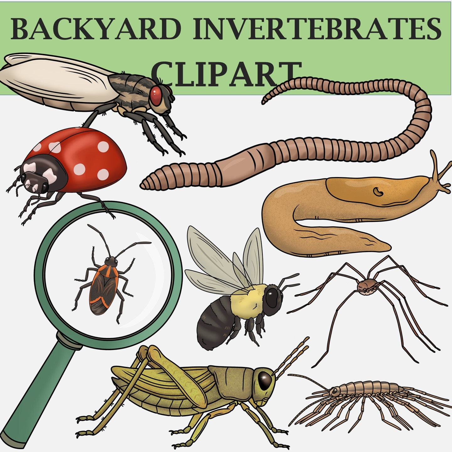 Vertebrates And Invertebrates Clipart