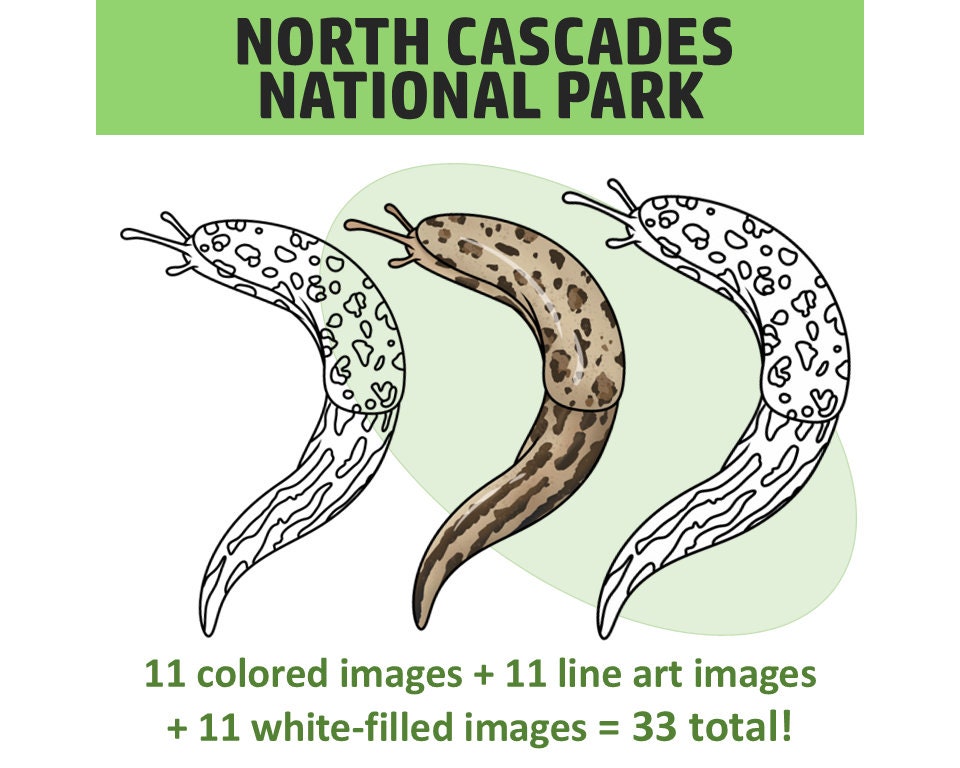 North Cascades National Park Clipart: Plants & Animals - Etsy