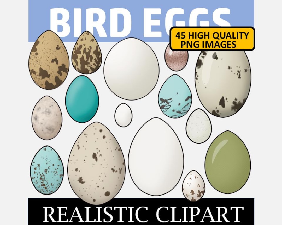 Bird Eggs Clip Art (bird Egg Clipart) - Etsy