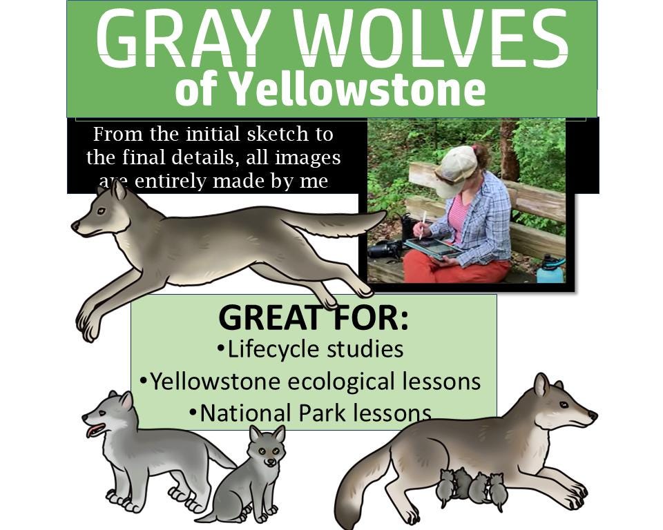 Wolf Life Cycle Clip Art (wolves of Yellowstone ) - Etsy