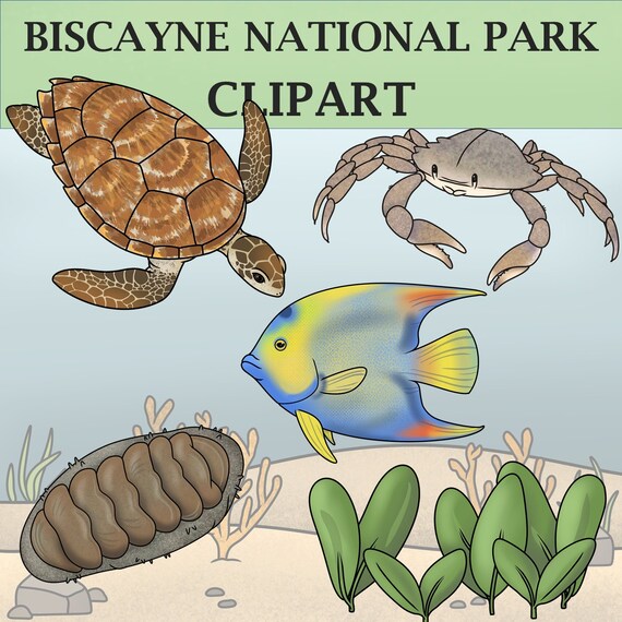 Plants and Animals of Biscayne National Park Clipart - Etsy