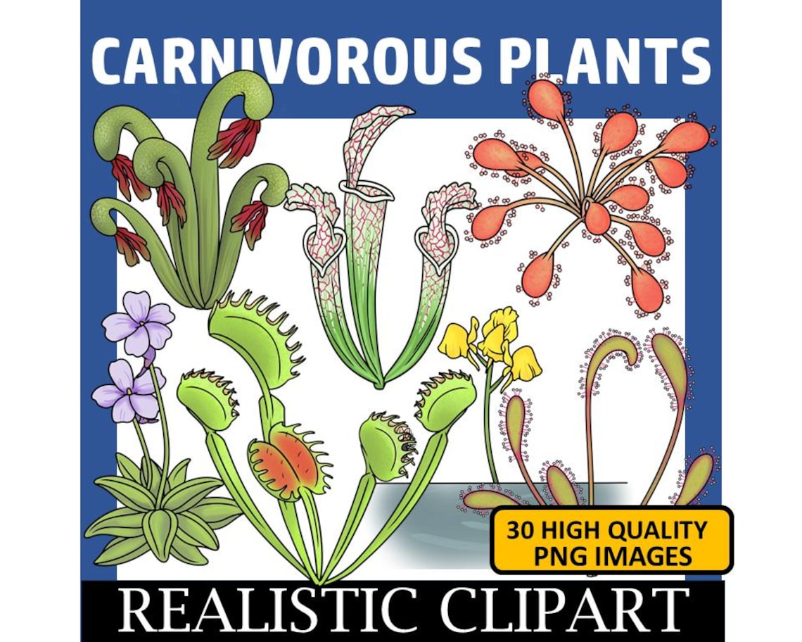 Carnivorous Plants Clip Art - Etsy