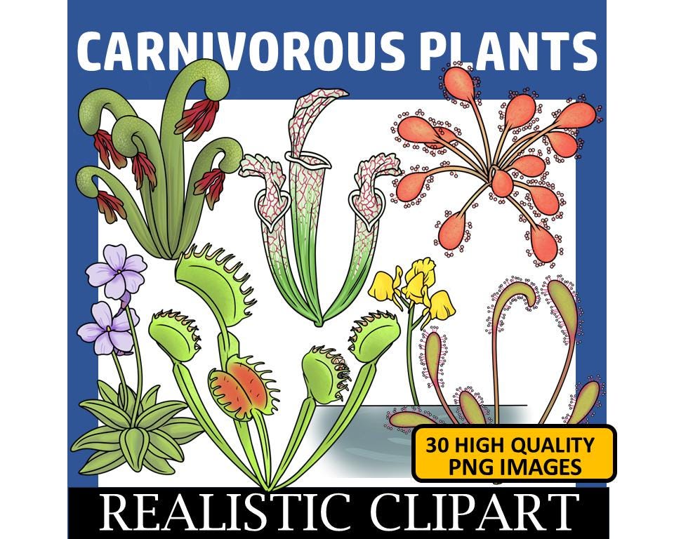 Carnivorous Plant Clip Art