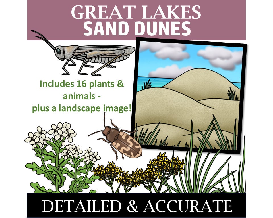 Great Lakes Sand Dunes Clip Art (plants and Animals of the Sand Dunes ...