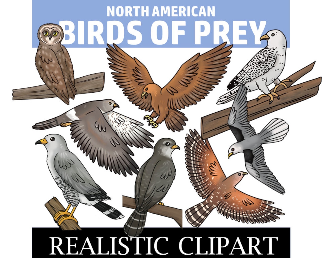 Birds of Prey Clip Art (raptor Clip Art) - Etsy
