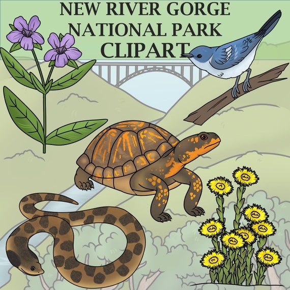 Plants and Animals of New River Gorge National Park Clipart - Etsy