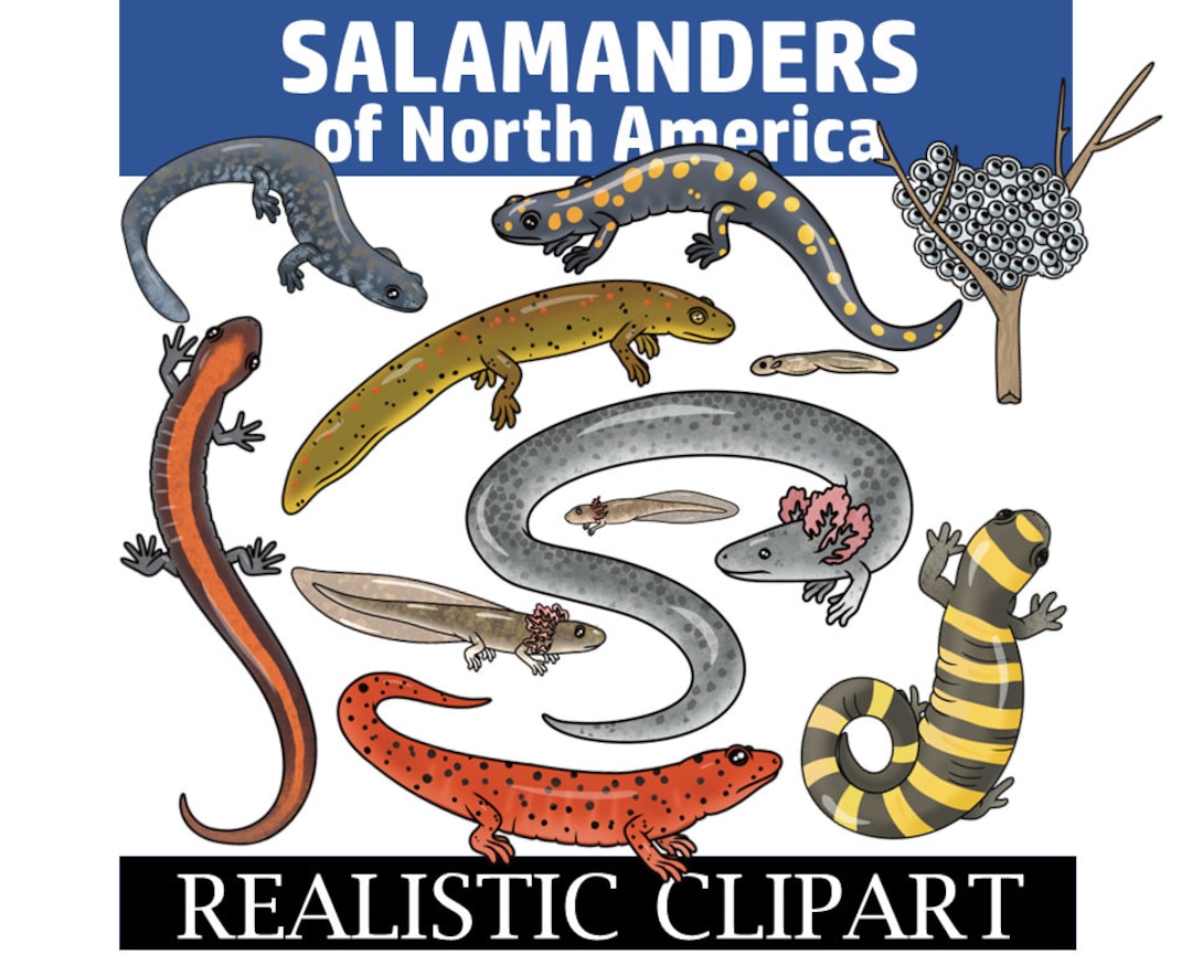 Salamander Clipart (salamanders of North America and Salamander ...