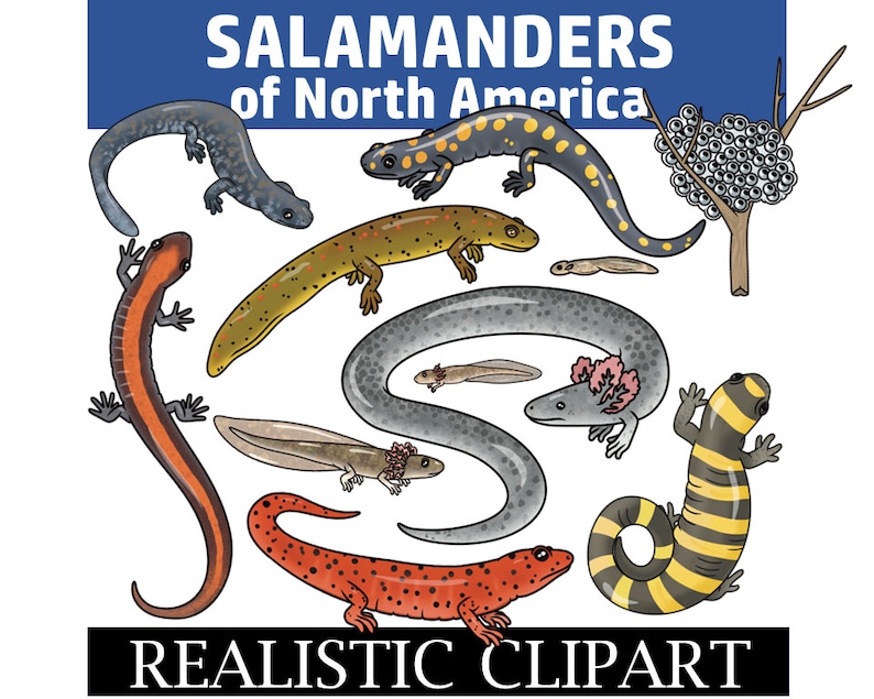 Salamander Clipart (salamanders of North America and Salamander ...