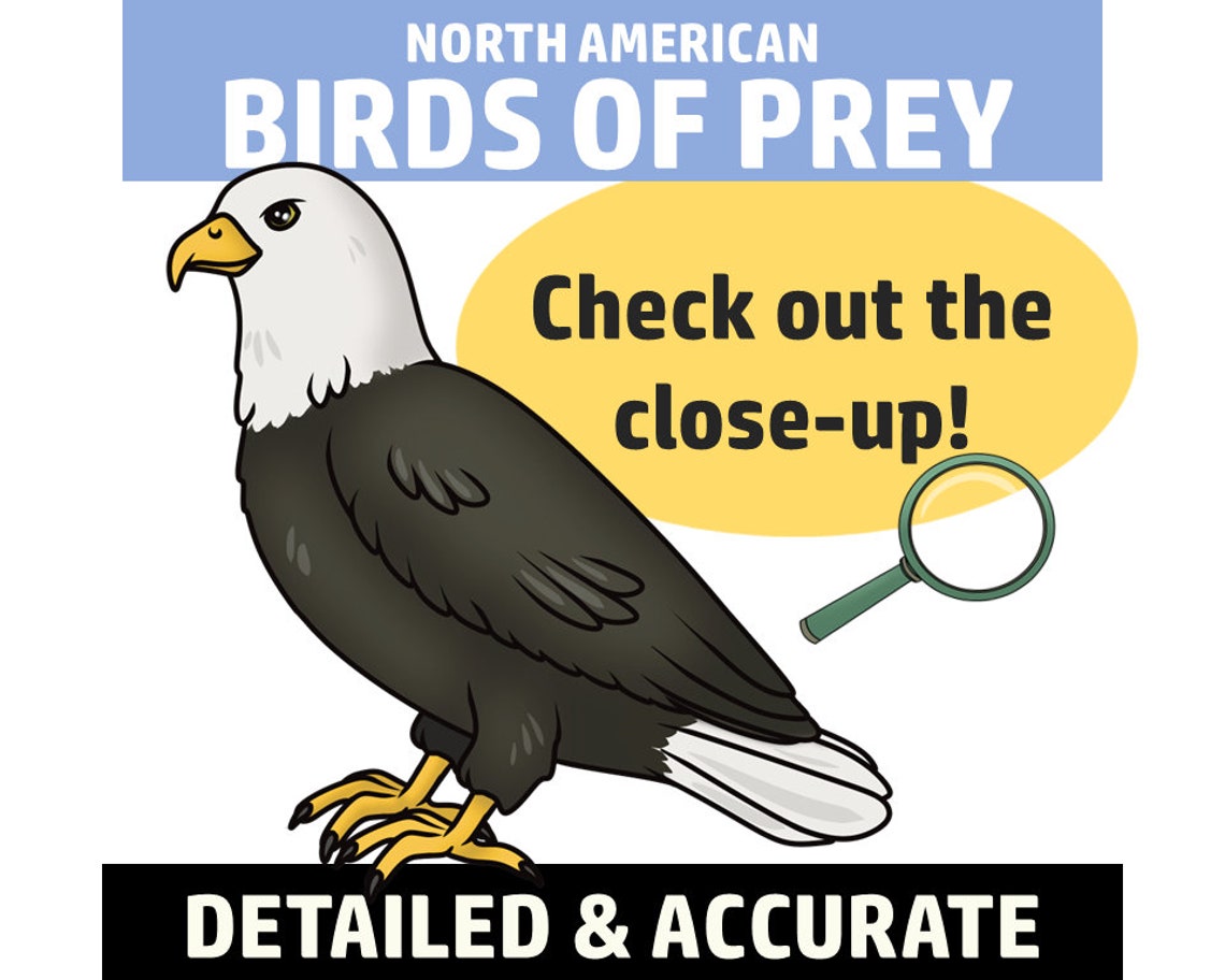 Birds of Prey Clip Art (raptor Clip Art) - Etsy