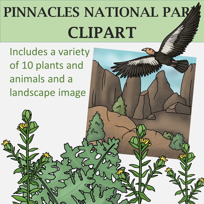 Plants and Animals of Pinnacles National Park Clipart - Etsy