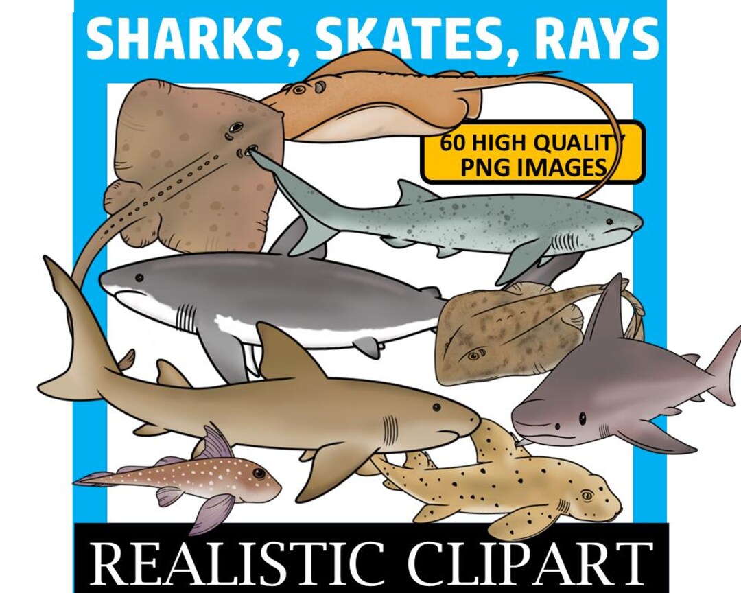Sharks Skates and Rays Clipart (shark Clip Art) - Etsy