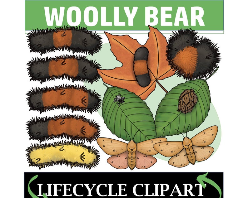 Woolly Bear Life Cycle Color Variations Clip Art - Etsy