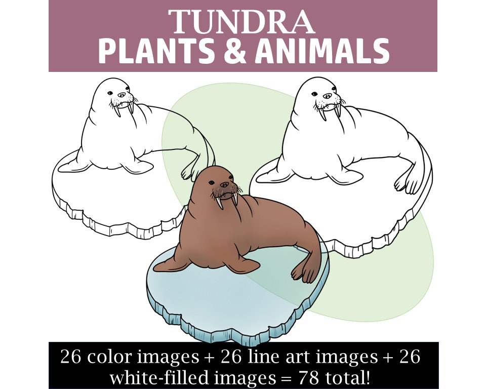 Tundra Clip Art: Arctic Animals & Plants (digital Download) - Etsy