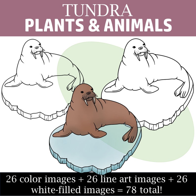 Tundra Plants and Animals Clipart - Etsy