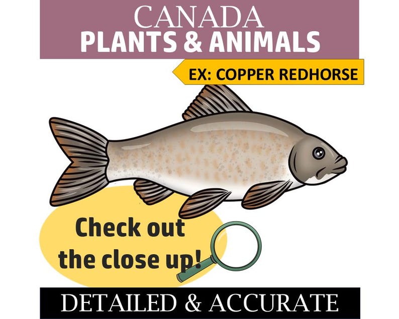 Canadian Clip Art - Plants and Animals of Canada Clipart - Etsy