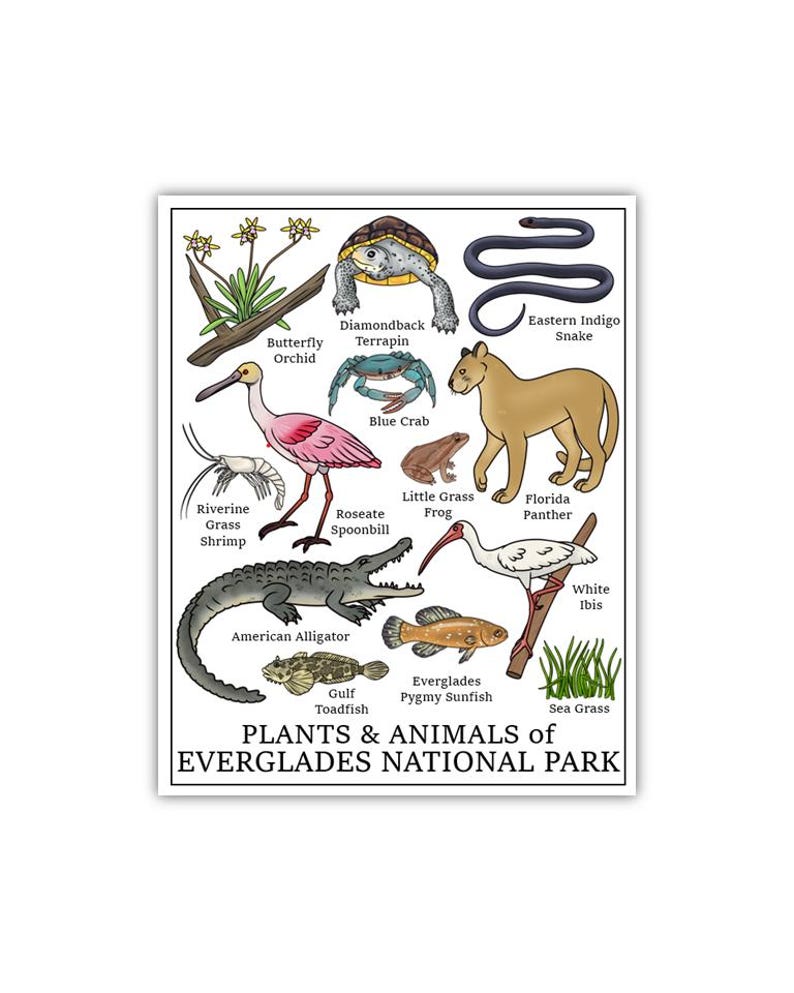 Everglades National Park Print (8x10) - Etsy