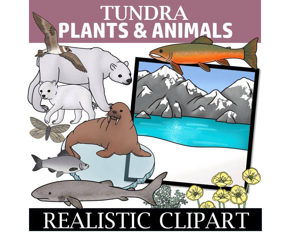 Tundra Clip Art: Arctic Animals & Plants (digital Download) - Etsy