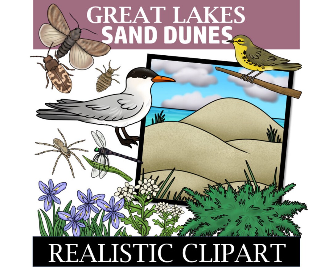 Great Lakes Sand Dunes Clip Art (plants and Animals of the Sand Dunes ...