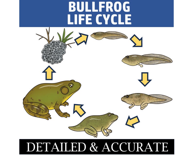 Frog Clipart (frogs of North America and Frog Lifecycle Clip Art) - Etsy