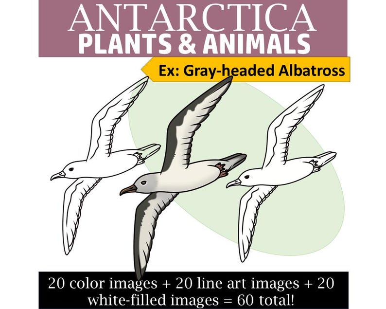 Antarctica Clip Art (plants and Animals of Antarctica Clip Art) - Etsy