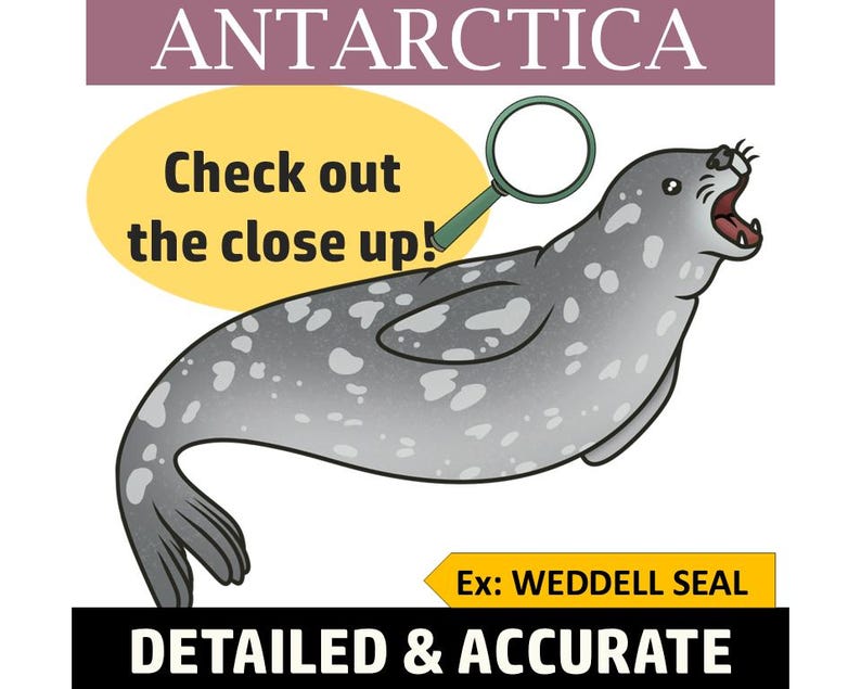 Antarctica Clip Art (plants and Animals of Antarctica Clip Art) - Etsy