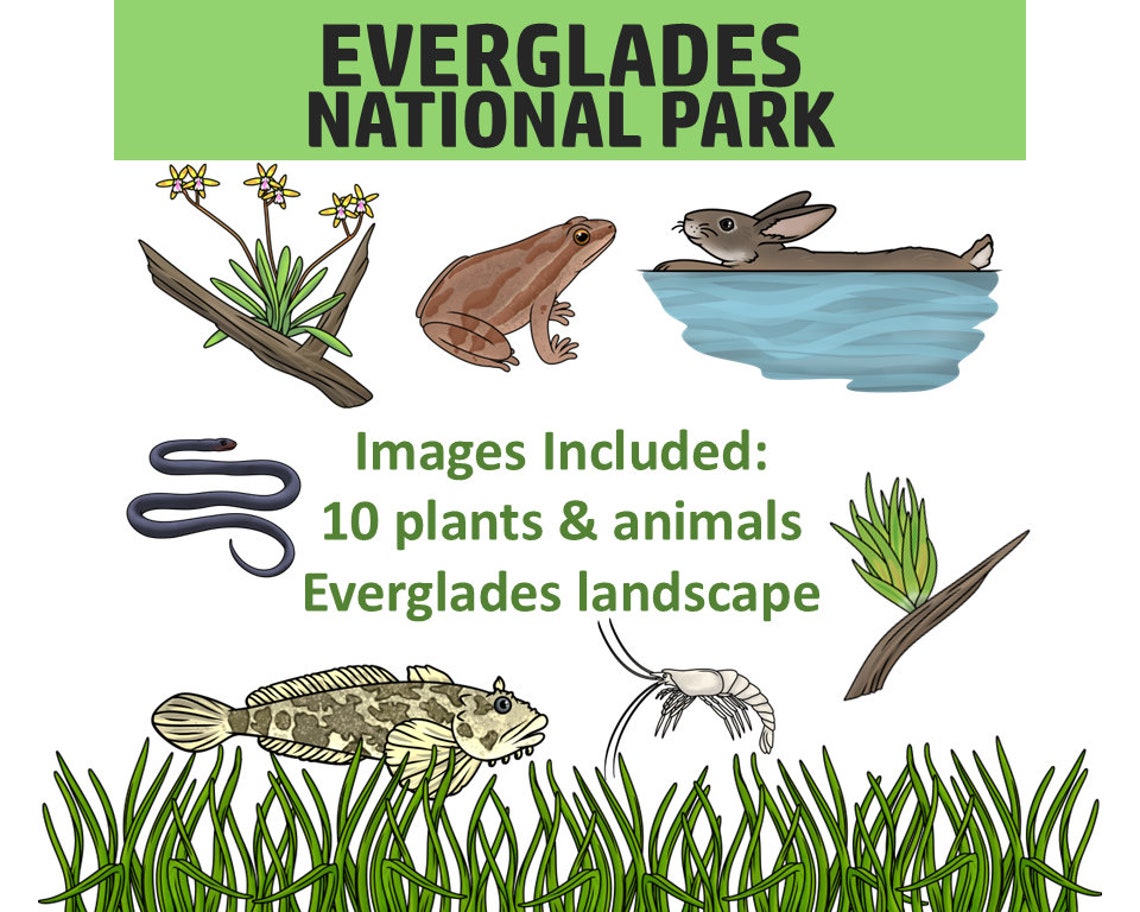Everglades National Park Clipart: Florida Plants & Animals (digital ...