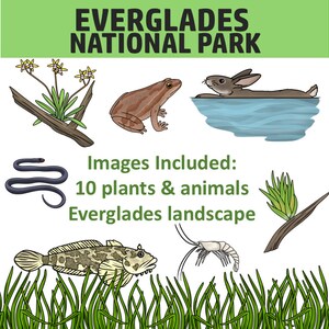 Everglades National Park Clipart: Florida Plants & Animals (digital ...