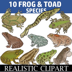 Frog Clipart (frogs of North America and Frog Lifecycle Clip Art) - Etsy