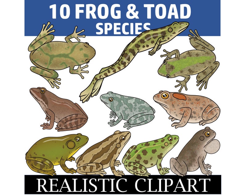Frog Clipart (frogs of North America and Frog Lifecycle Clip Art) - Etsy