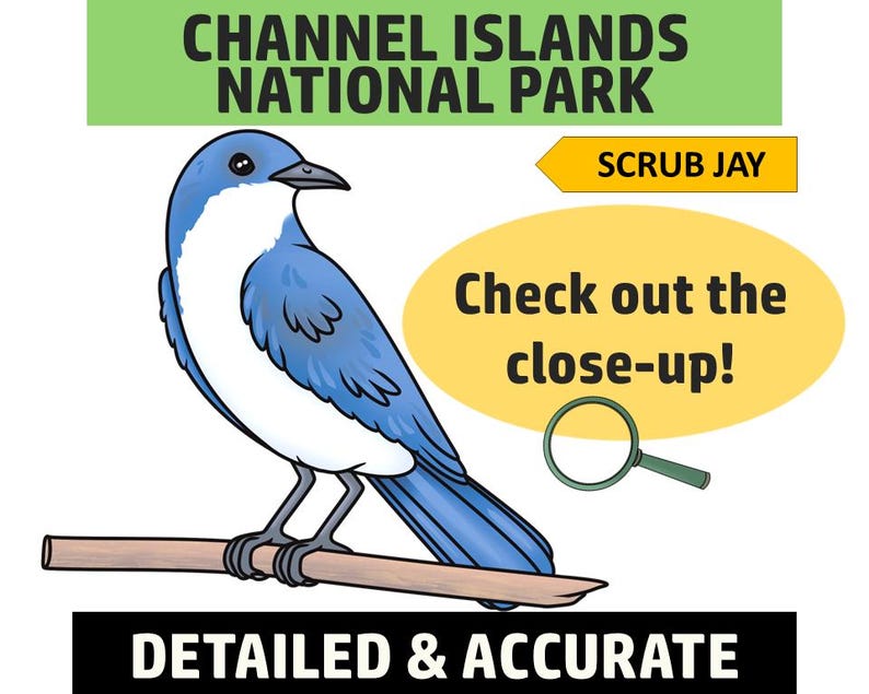 Channel Island National Park Clip Art - Etsy