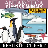 Arctic Animals Flashcards for Toddlers | Polar Animals Printable ...