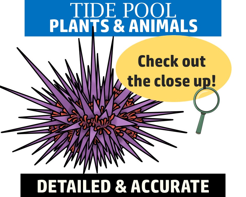 Tide Zone Clip Art and Intertidal Zones - Etsy