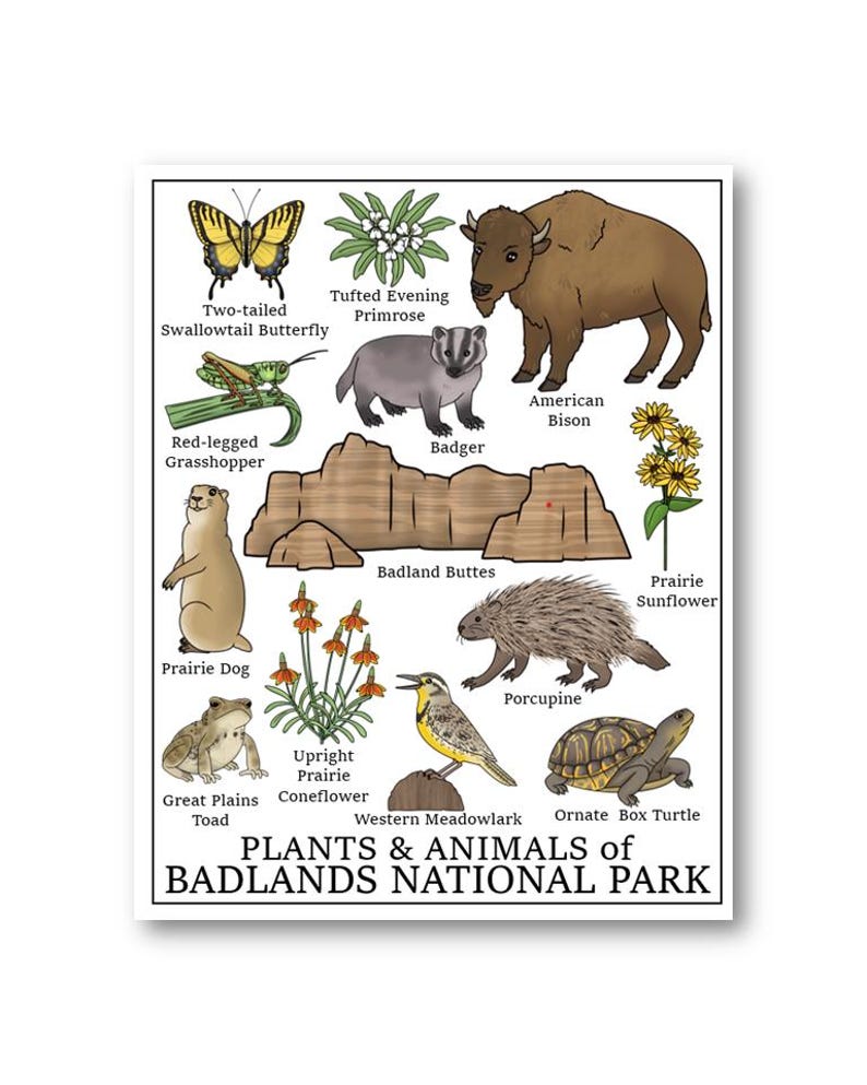 Badlands National Park (plants and Animals of Badlands National Park ...