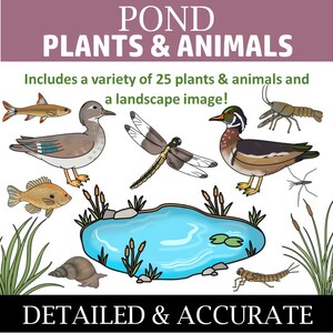 Pond Clipart - Plants and Animals of the Pond Ecosystem - Etsy