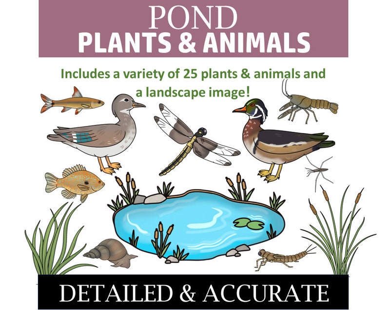 Pond Clipart - Plants and Animals of the Pond Ecosystem - Etsy