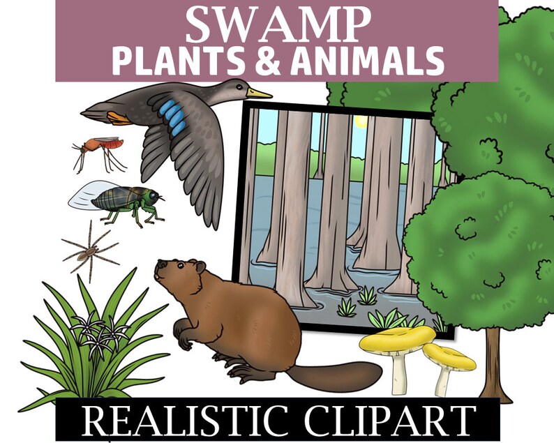 Swamp Habitat Clip Art (plants and Animals of the Swamp Clip Art) - Etsy