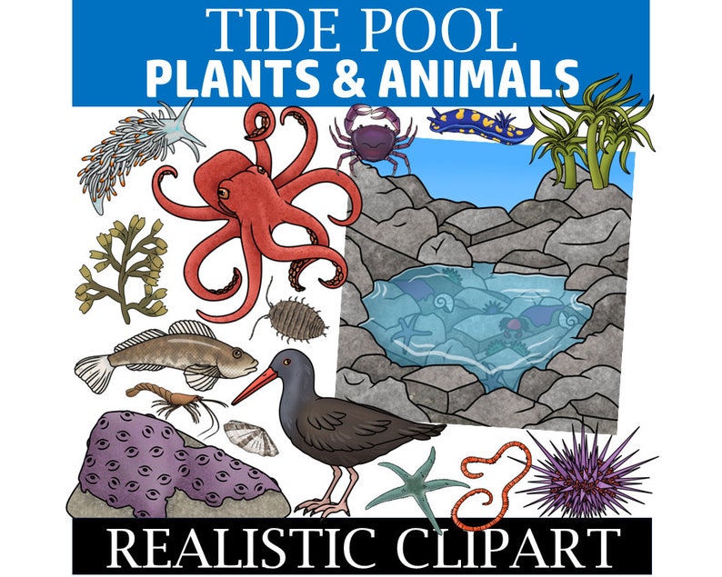 Tide Zone Clip Art and Intertidal Zones - Etsy