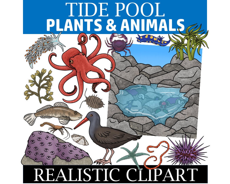 Tide Zone Clip Art and Intertidal Zones - Etsy