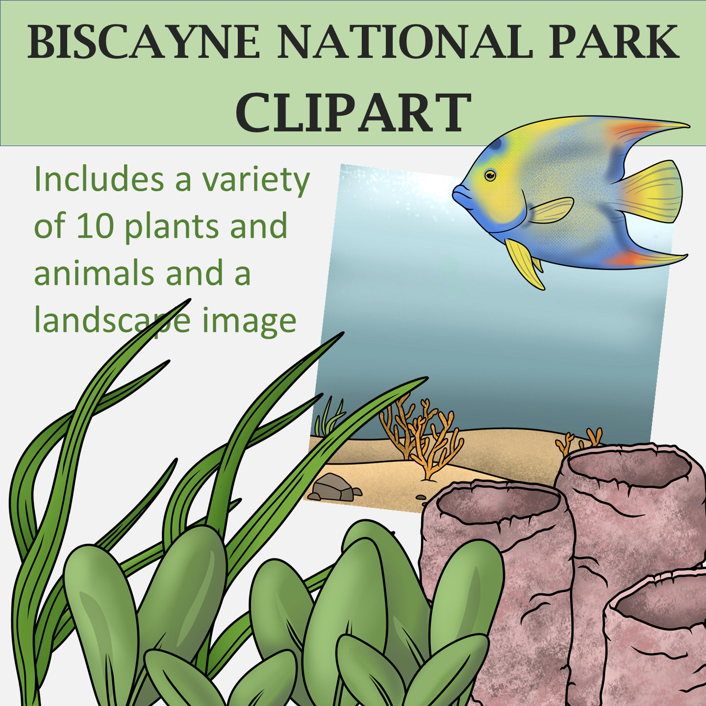 Biscayne National Park Plants