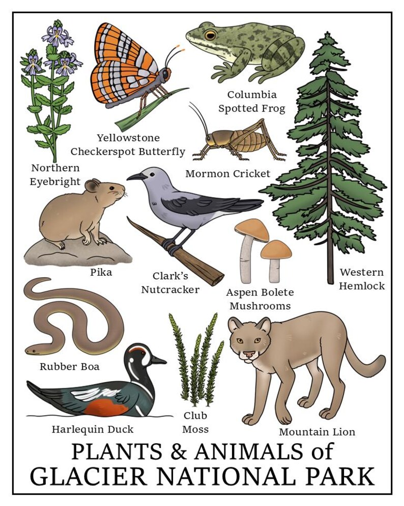 Glacier National Park Print (plants and Animals of Glacier National ...