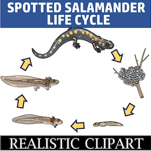 Salamander Clipart (salamanders of North America and Salamander ...